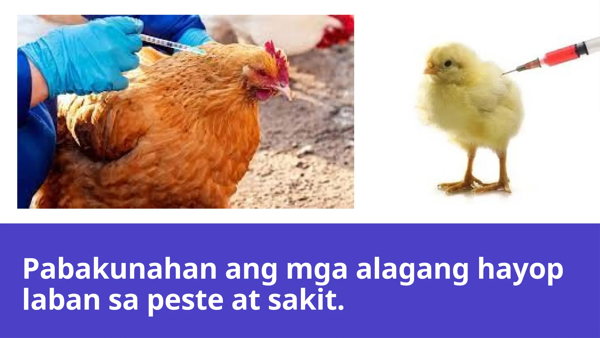Pag-aalaga ng manok Agriculture and Fishery Arts -Quarter 2 - EPP 5 | PPTX