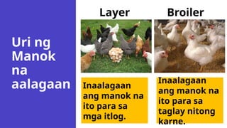 Pag-aalaga ng manok Agriculture and Fishery Arts -Quarter 2 - EPP 5 | PPTX