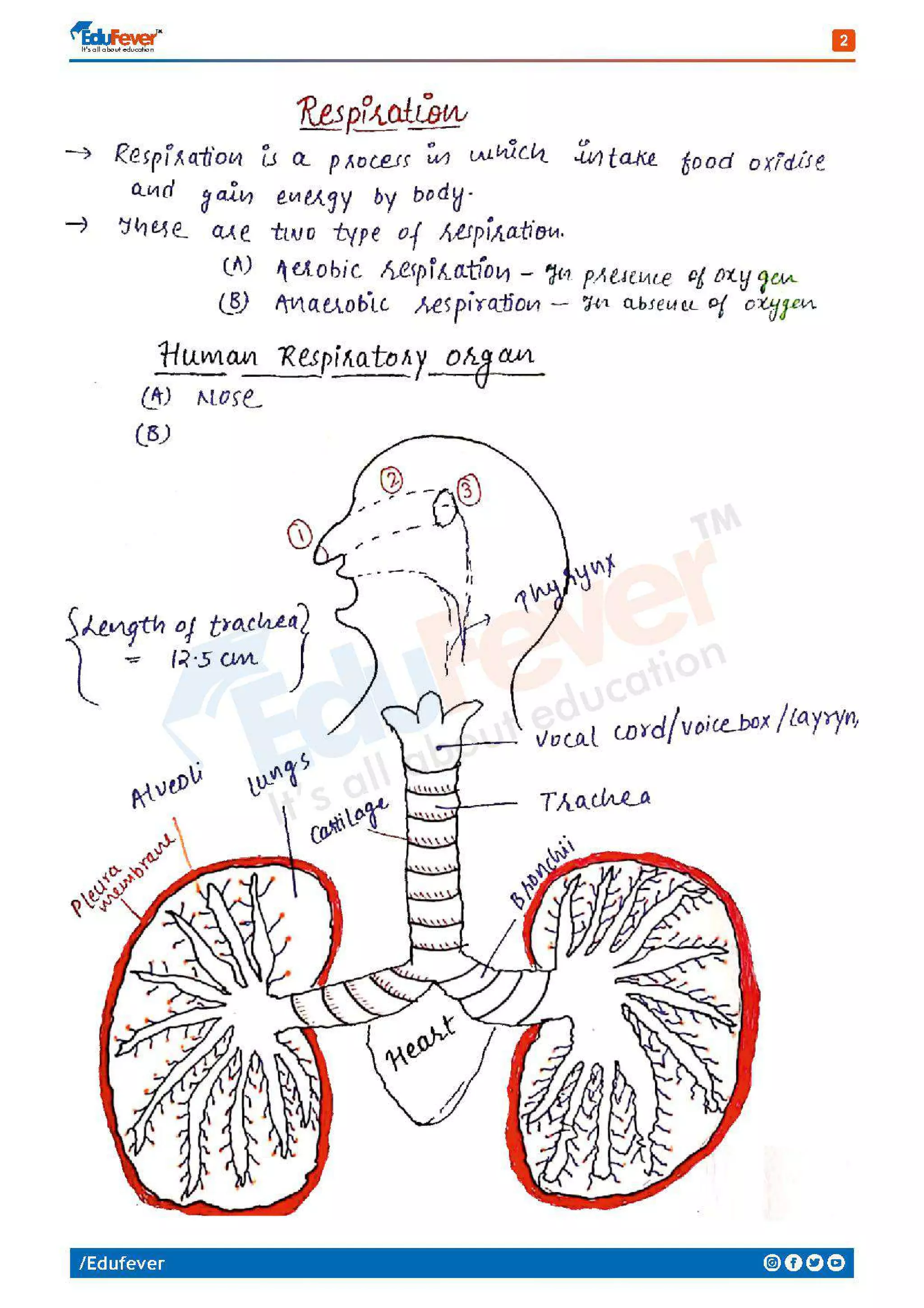 Respiration - Biology Handwritten Notes | PDF