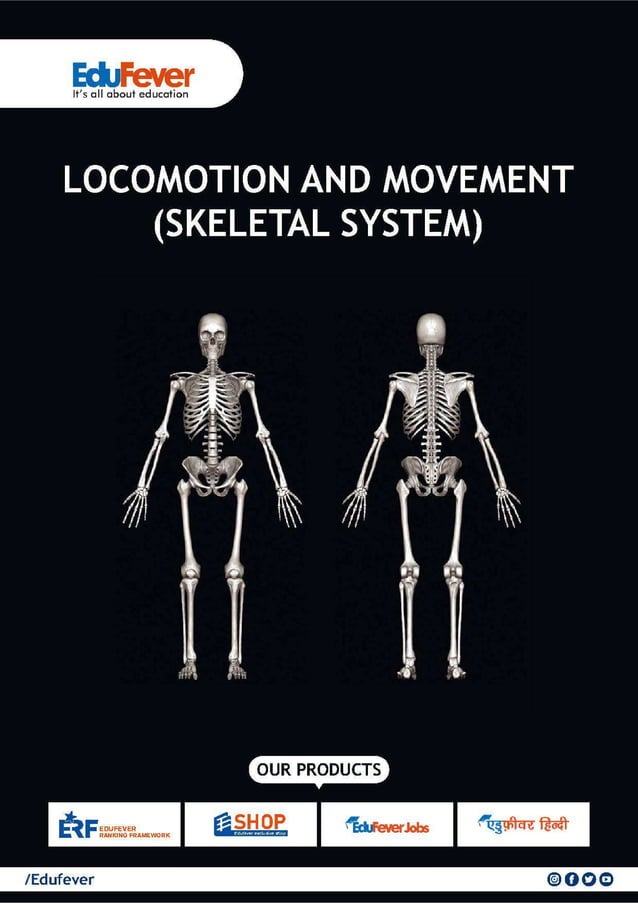 Locomotion and Movement (Skeletal System) - Biology Revision Notes | PDF
