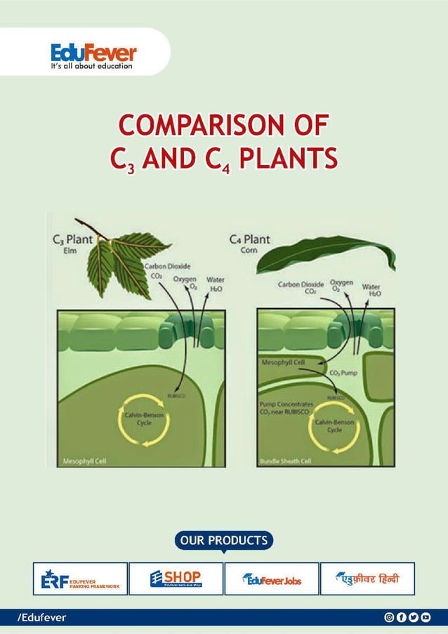 Comparison of C3 and C4 Plants - Biology Revision Notes | PDF