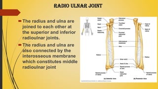 page2-21.pdf, radioulnar joint in human anatomy | PDF