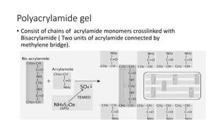 PAGE(Polyacrylamide gel electrophoresis).pptx
