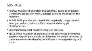 PAGE(Polyacrylamide gel electrophoresis).pptx