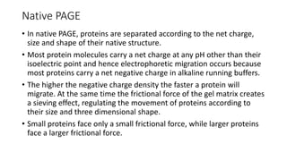 PAGE(Polyacrylamide gel electrophoresis).pptx