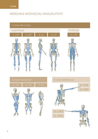 Pagine da Dai meridiani miofasciali al movimento.pdf