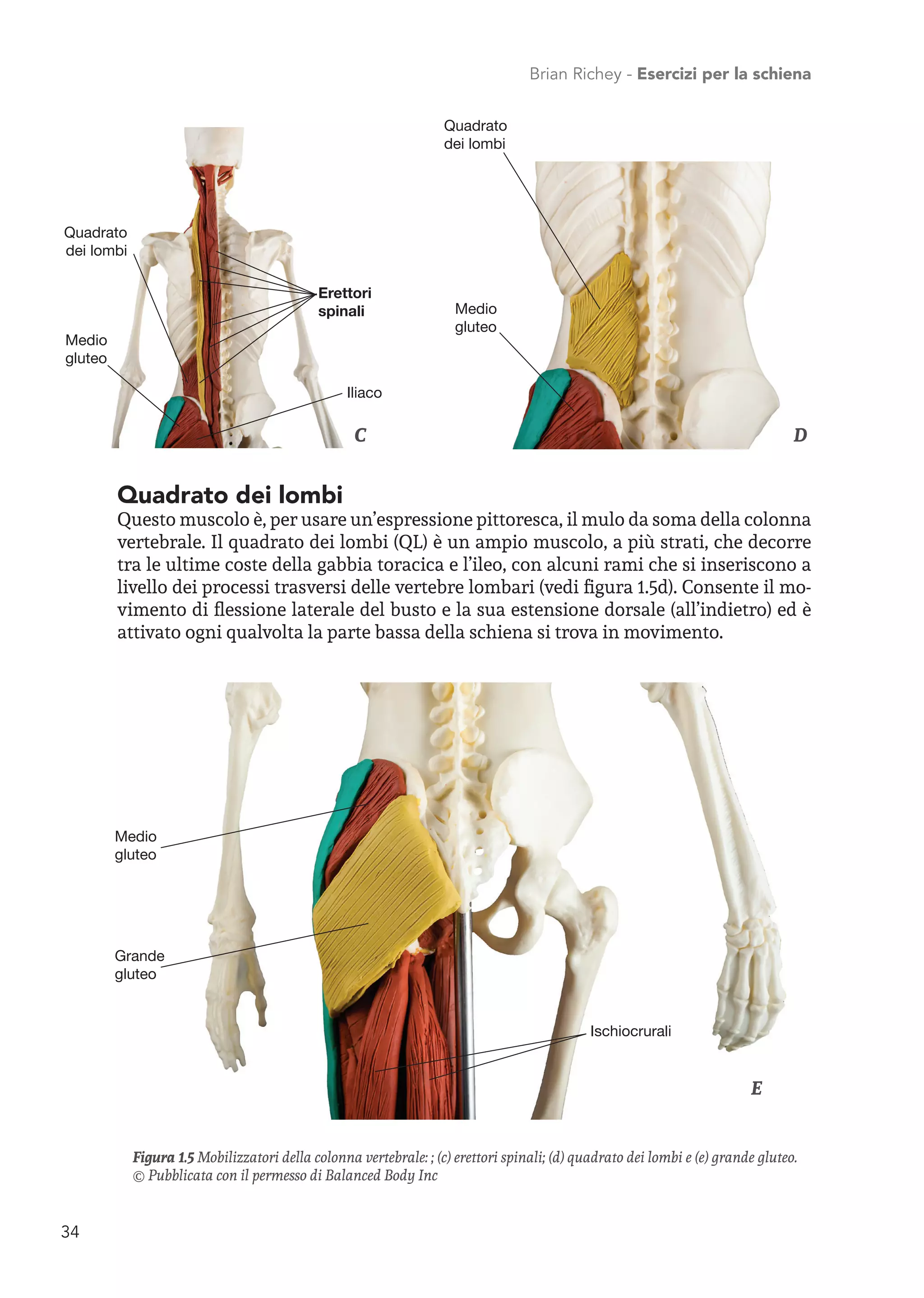 Pagine da esercizi per la schiena.pdf