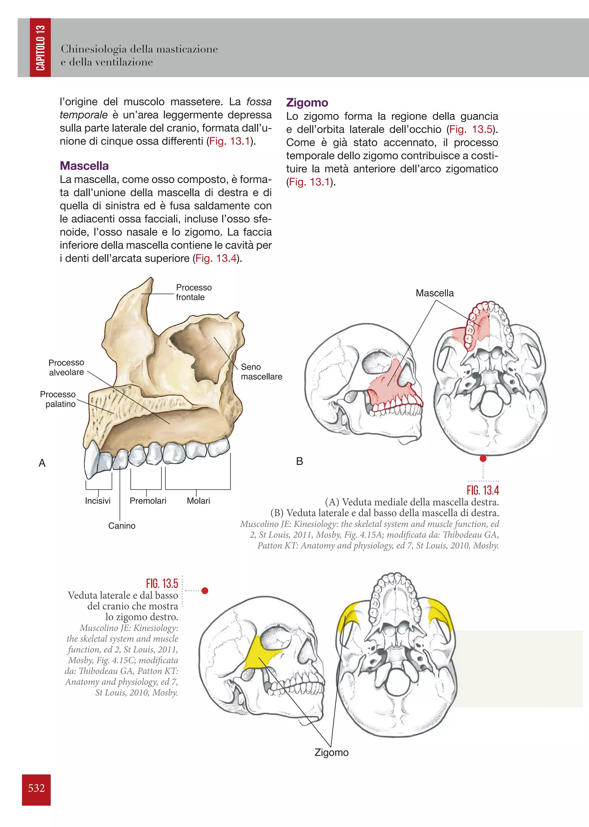pagine da fondamenti di chinesiologia mansfield.pdf