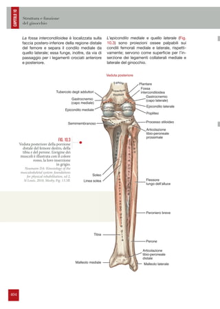 pagine da fondamenti di chinesiologia mansfield.pdf