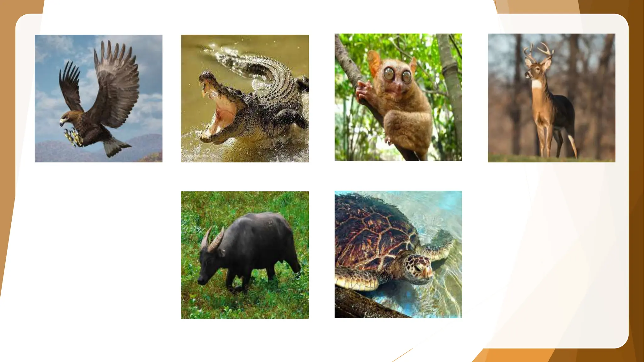 Pagkalinga sa mga Hayop na Ligaw o Endangered Species PPT.pptx