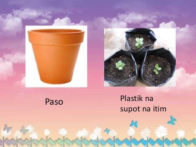 Pagnanarseri (Halaman)