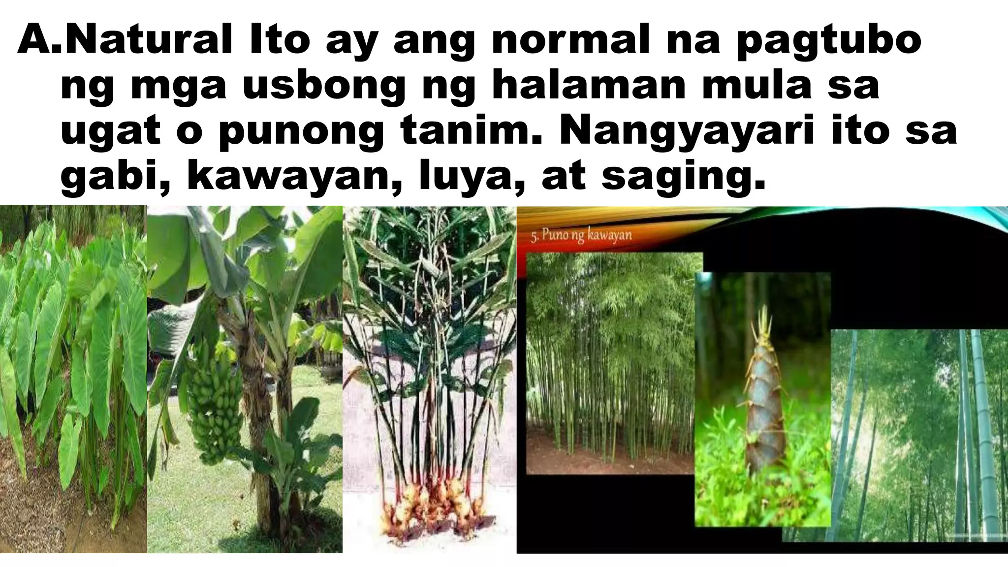 Pagpaparami ng halaman | PPTX