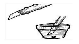 Pagpaparami ng halaman | PPTX