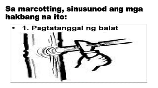 Pagpaparami ng halaman | PPTX