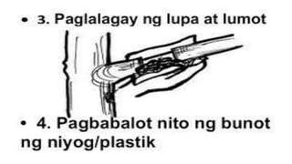 Pagpaparami ng halaman | PPTX