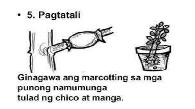 Pagpaparami ng halaman | PPTX