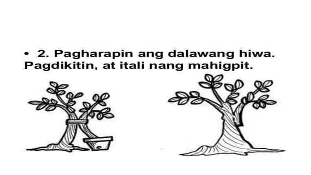 Pagpaparami ng halaman | PPTX