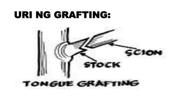 Pagpaparami ng halaman | PPTX