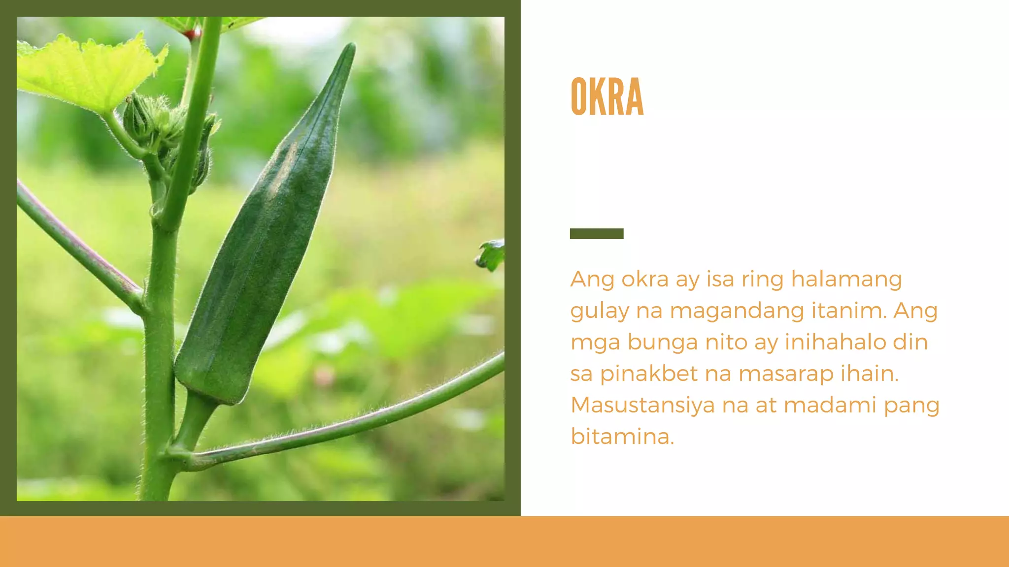 Pagtatanim ng gulay.pptx