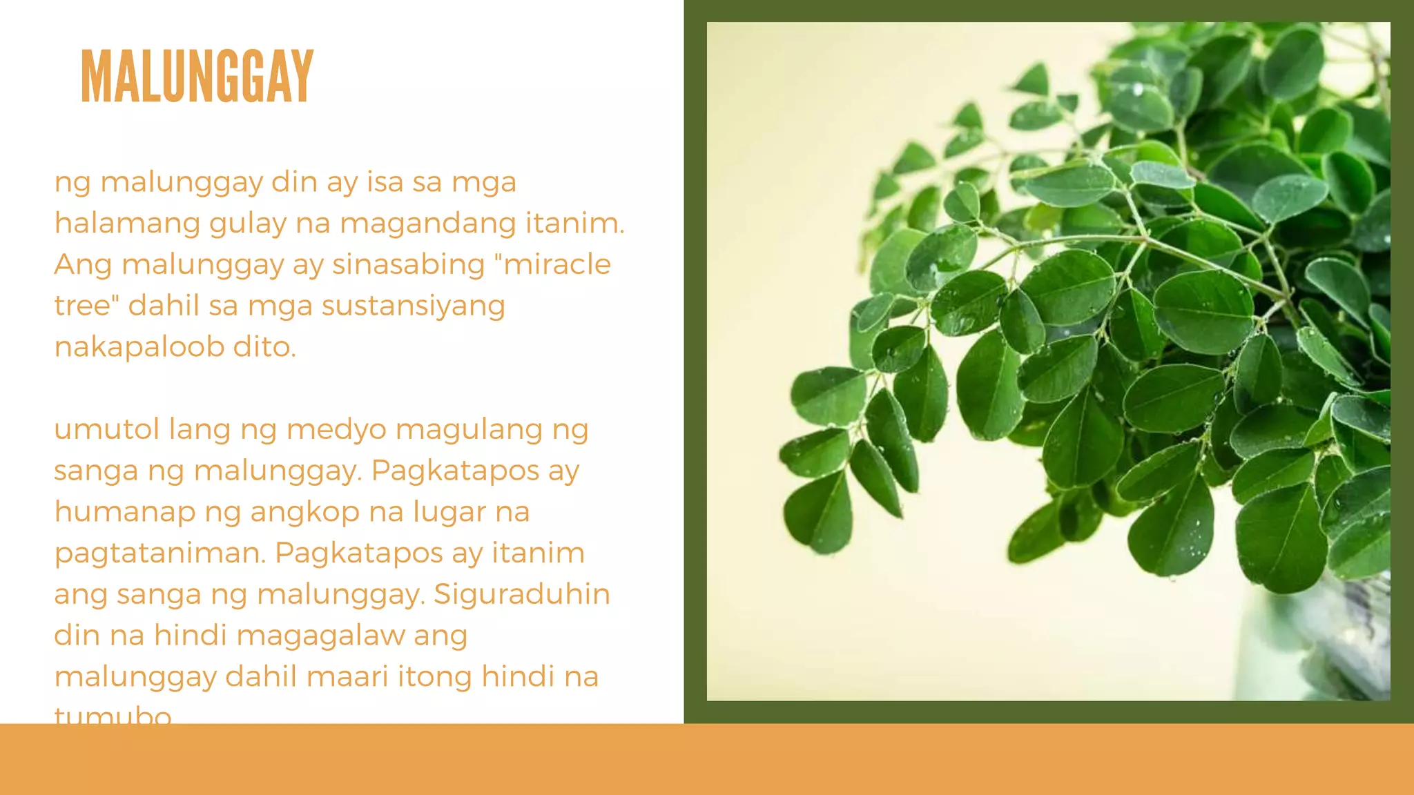 Pagtatanim ng gulay.pptx