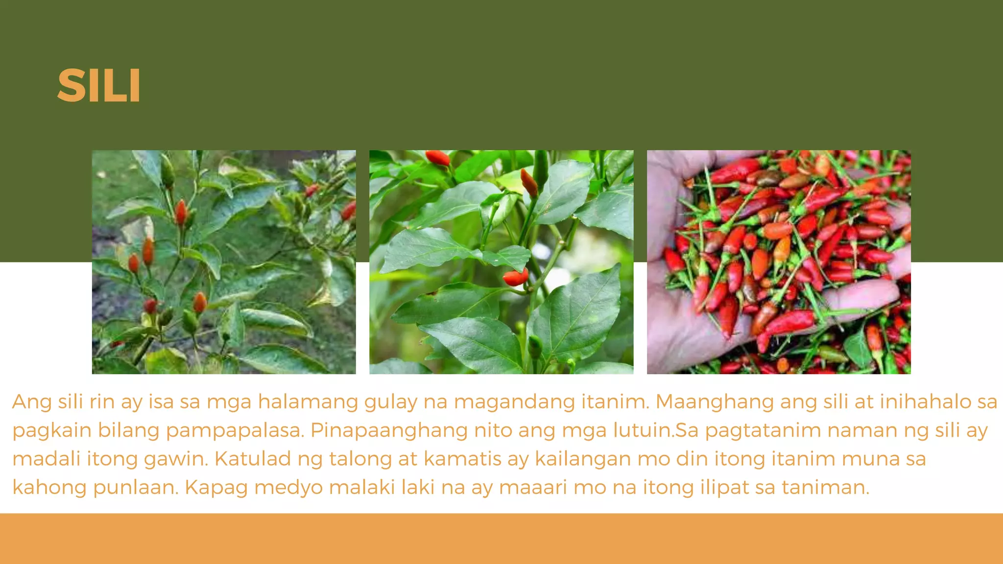 Pagtatanim ng gulay.pptx