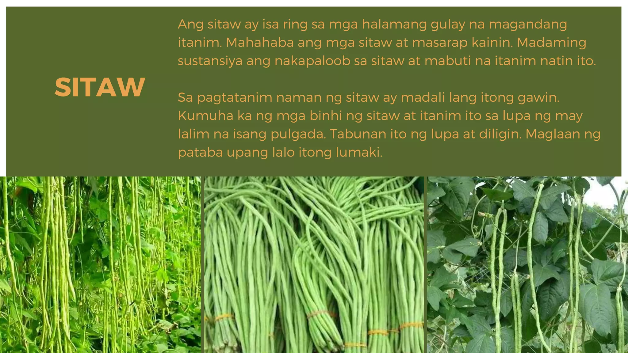 Pagtatanim ng gulay.pptx