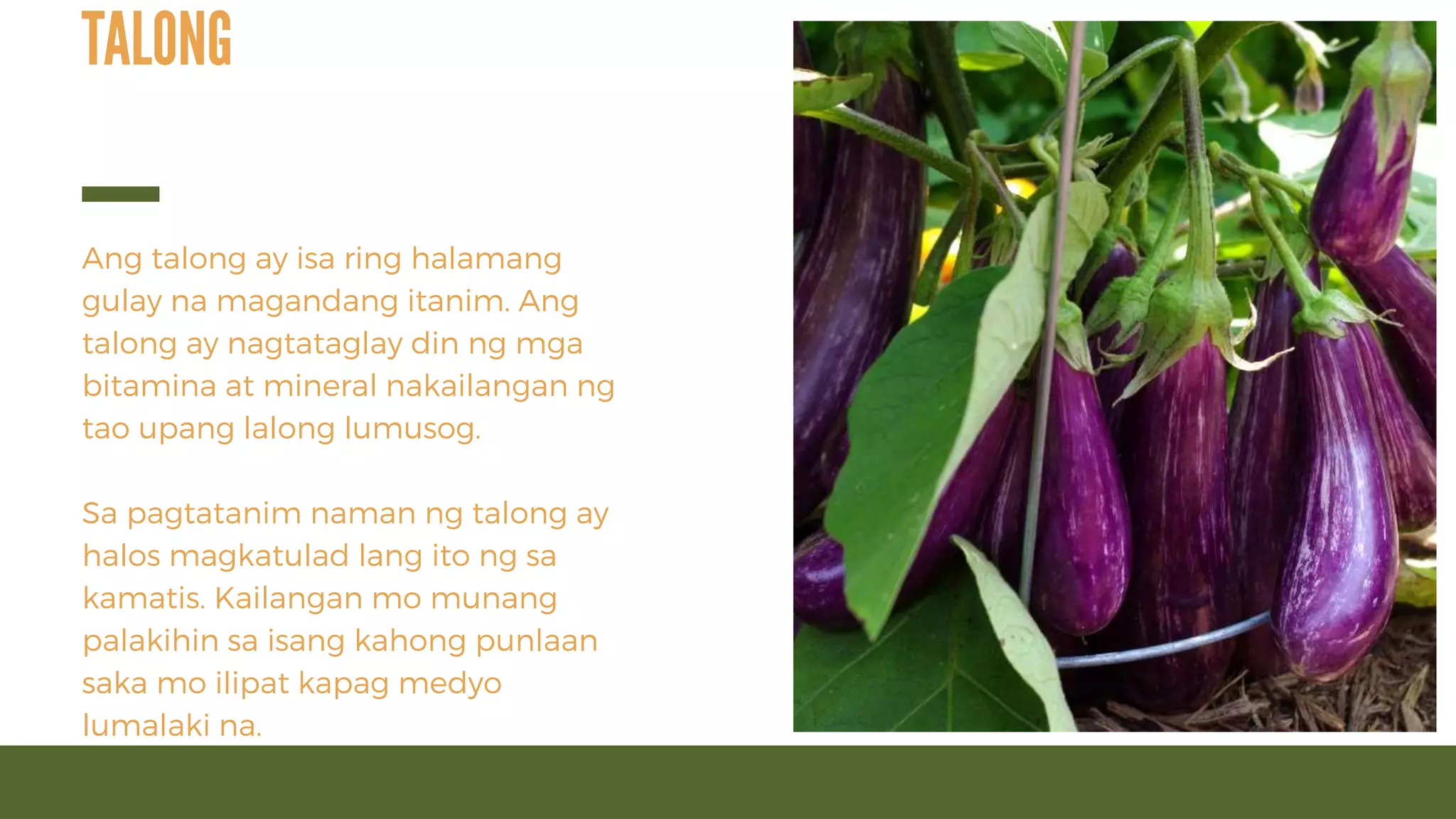 Pagtatanim ng gulay.pptx