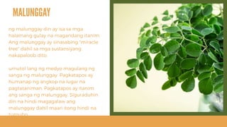 Pagtatanim ng gulay.pptx