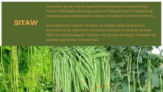 Pagtatanim ng gulay.pptx