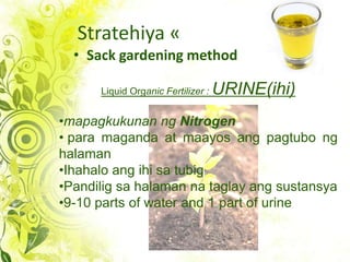 Pagtatanim sa sako | PPTX