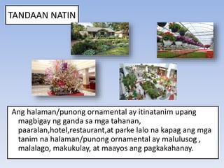 Pagtukoy ng mga halamang ornamental ayonsa pangangailangan. | PPTX