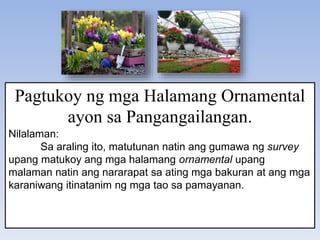 Pagtukoy ng mga halamang ornamental ayonsa pangangailangan. | PPTX