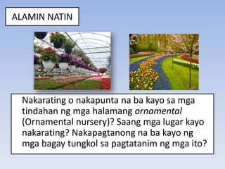 Pagtukoy ng mga halamang ornamental ayonsa pangangailangan. | PPTX
