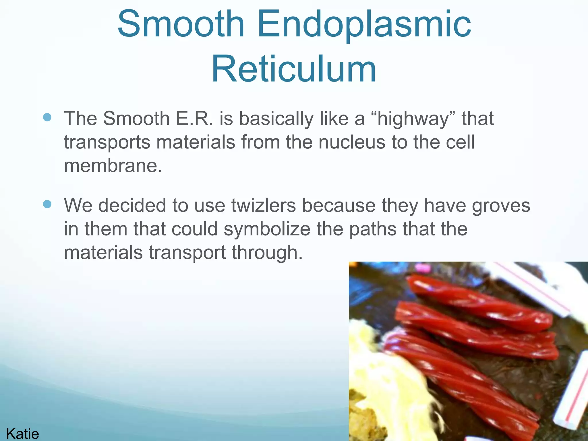 Pahsflamingturtleseditableanimalcellmodel | PPTX