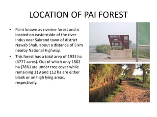 Pai Forest | PPTX