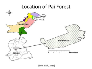 Pai Forest | PPTX