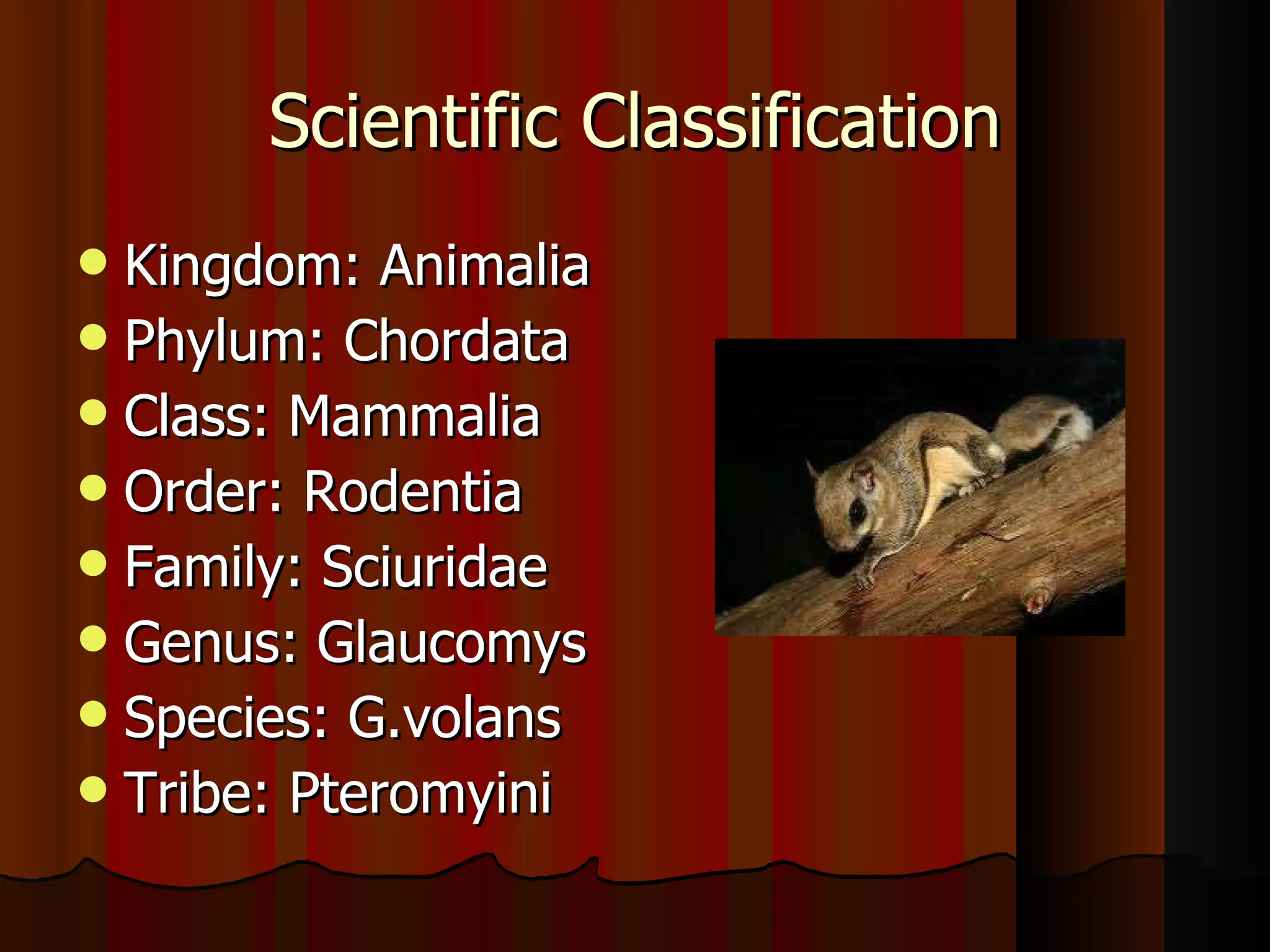 Paige entwistlie flying squirrel | PPT