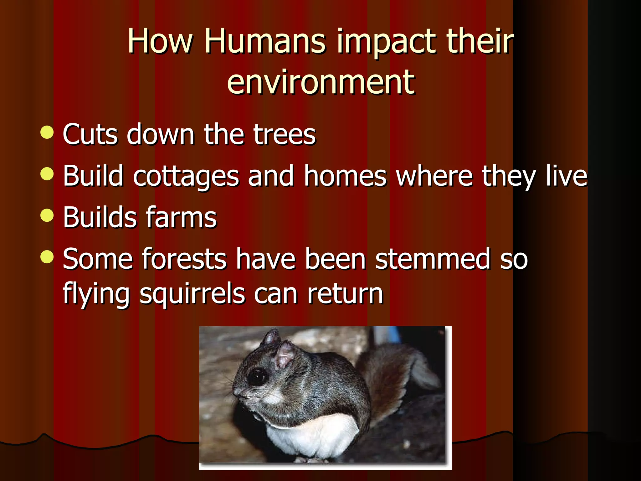 Paige entwistlie flying squirrel | PPT
