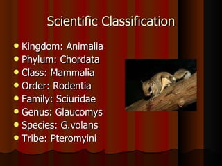 Paige entwistlie flying squirrel | PPT