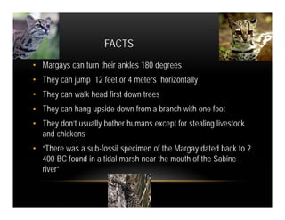 Paige m the margay | PDF