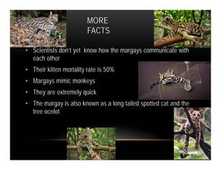 Paige m the margay | PDF