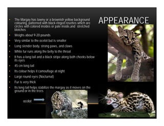 Paige m the margay | PDF