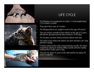 Paige m the margay | PDF