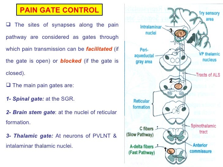 Gate Control Mechanism Of Pain