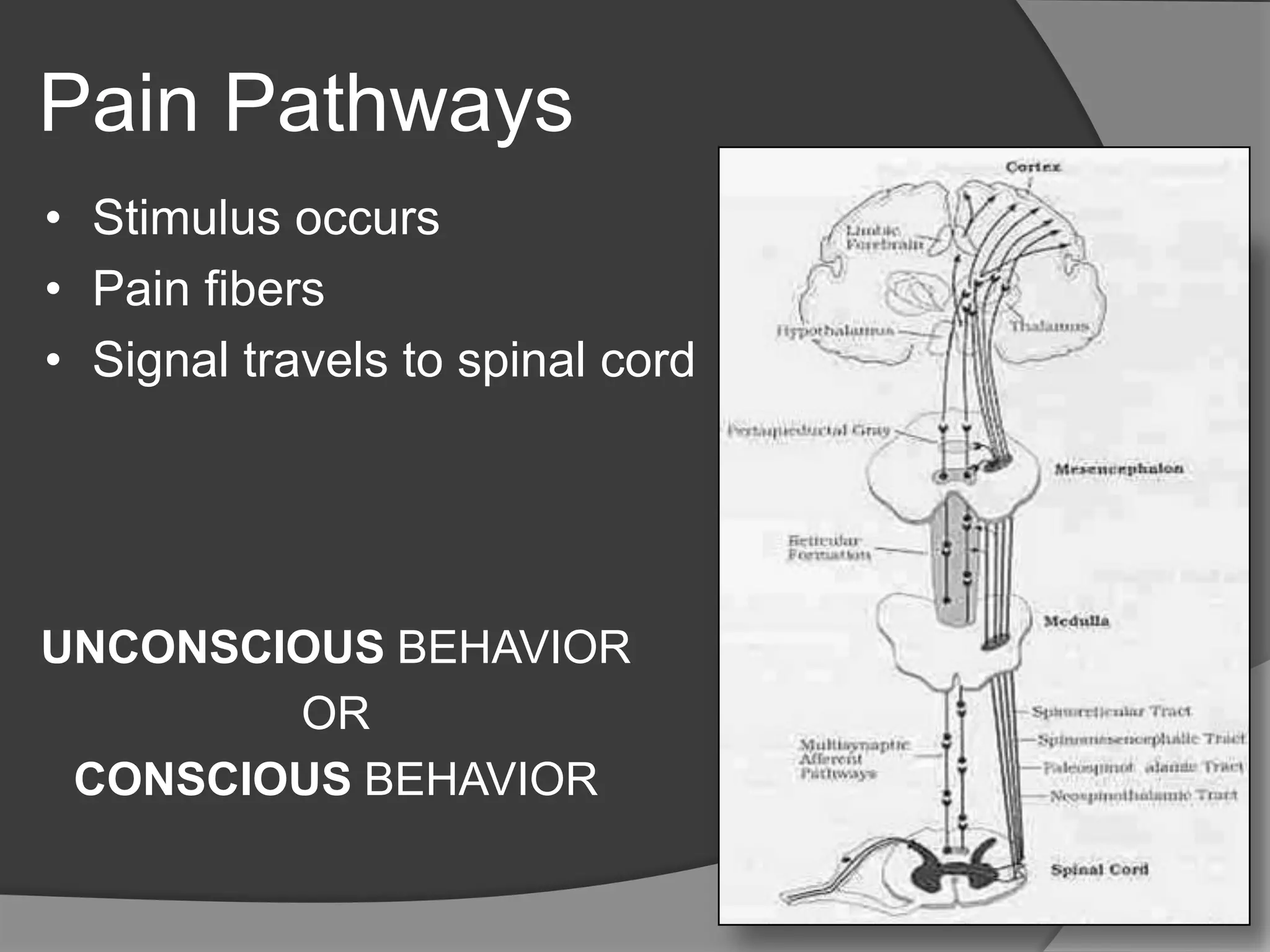 Uncovering Pain: The physiological and psychological components of pain ...