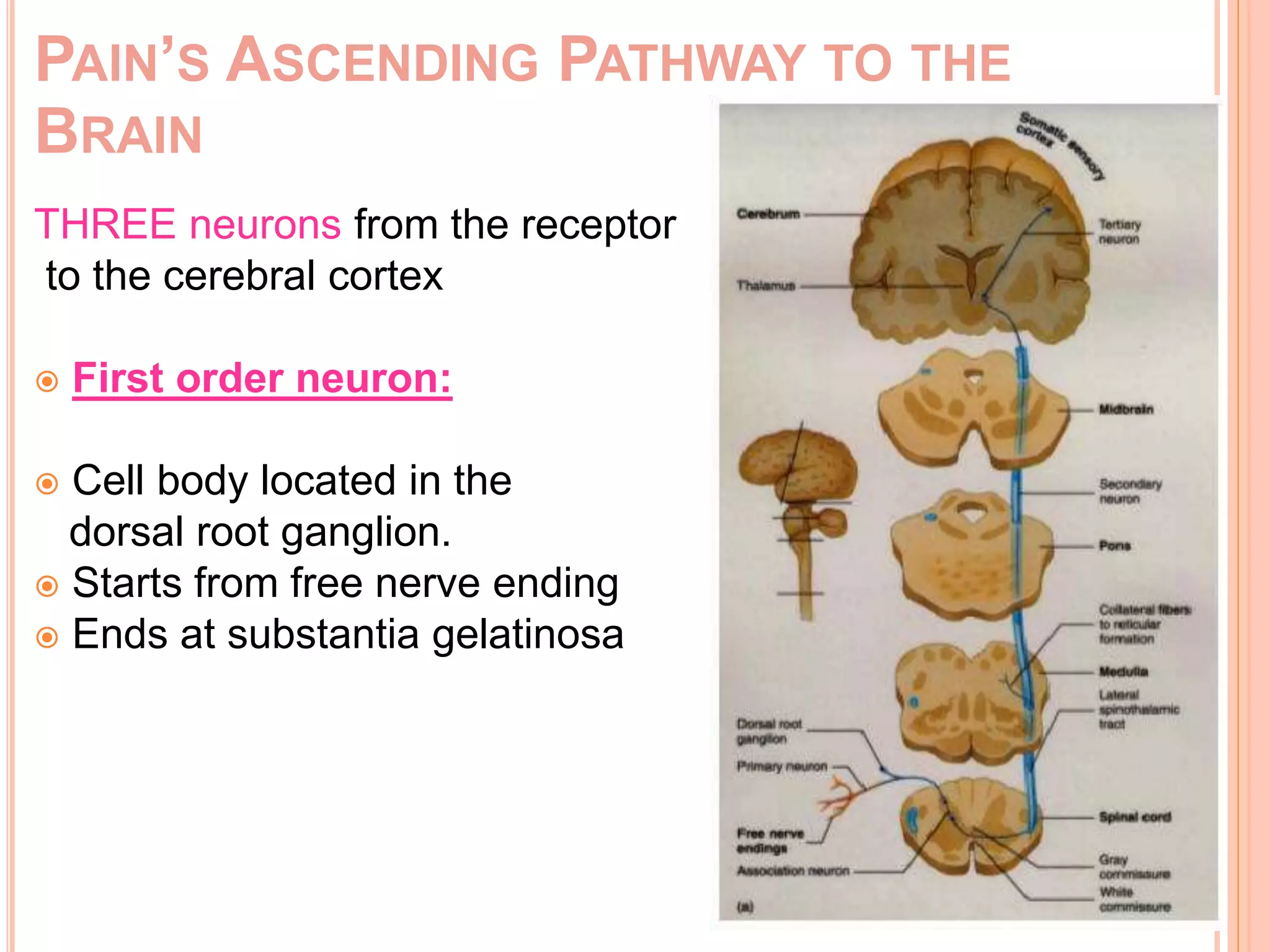 Pain anatomy and physiology | PPTX