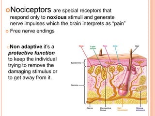Pain anatomy and physiology | PPTX