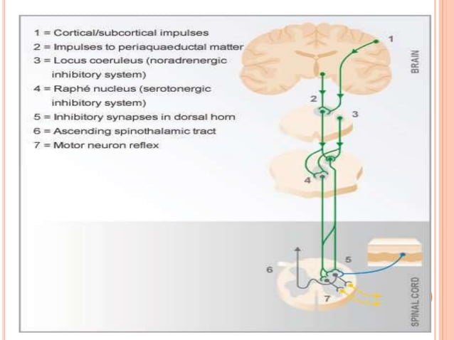 Pain anatomy and physiology | PPTX | Brain and Nervous System Disorders ...