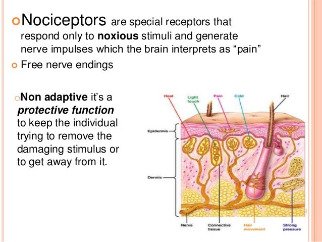 Pain anatomy and physiology