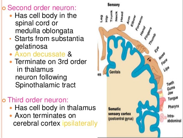 Pain anatomy and physiology